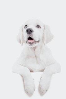 Panostitis des Jungtieres | Krankheitslexikon | Für Dein Tier