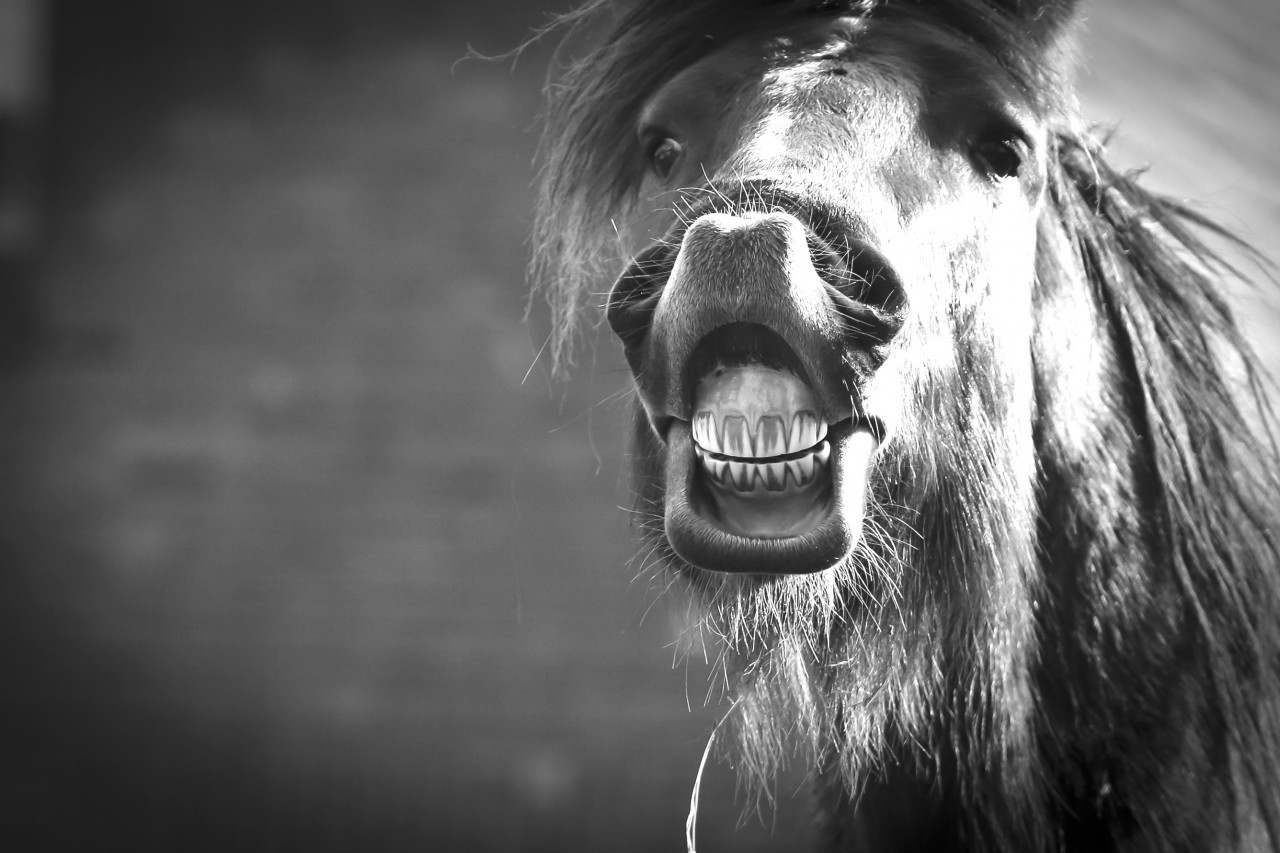 EOTRH (Equine odontoclastic tooth resorption and hypercementosis ...